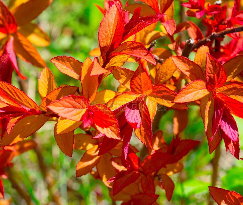Bush with red leaves stock photo. Image of summer, nature - 53781414