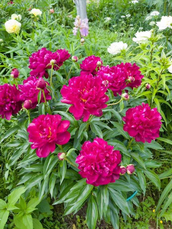 Bush of red peonies stock image. Image of peonies, blooming - 168349443