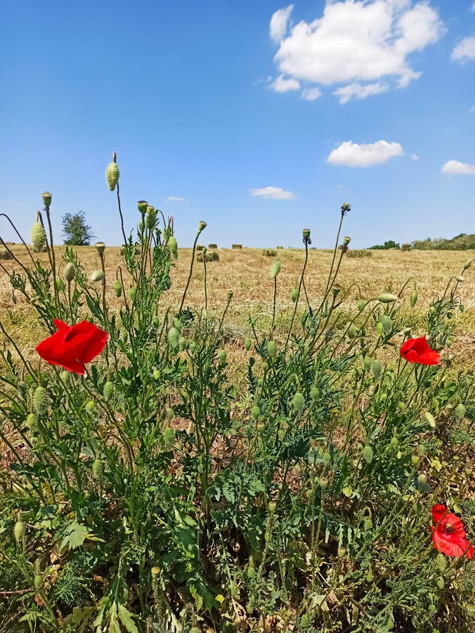 A Bush of Red Poppy Flowers in a Mowed Field Stock Image - Image of ...