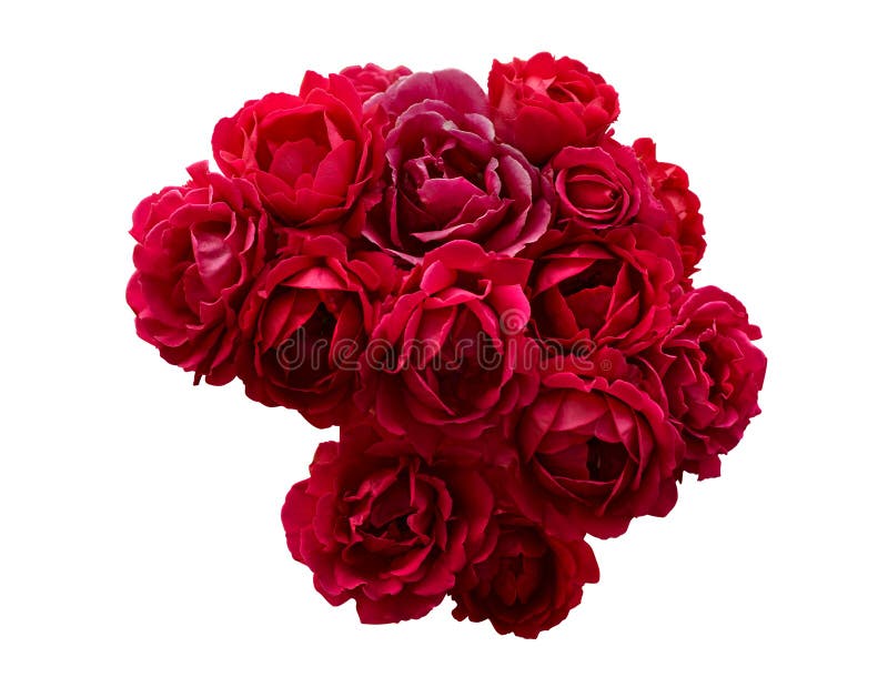 Bush of Red Rose Flowers Isolated Stock Image - Image of color, nature ...