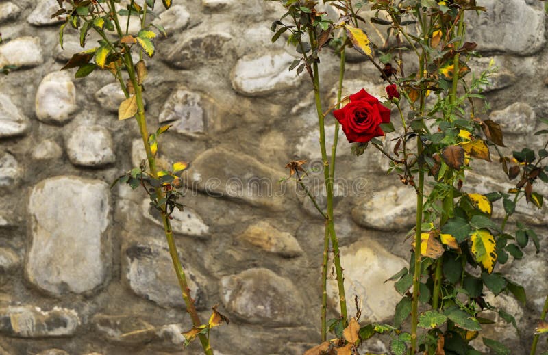 A Bush of Red Roses Against a Stone Wall Stock Image - Image of leaves ...