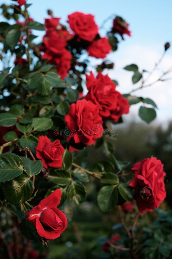 Bush of red roses stock photo. Image of card, nature - 132937168