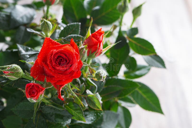 Bush of red roses stock photo. Image of plant, festive - 41244304
