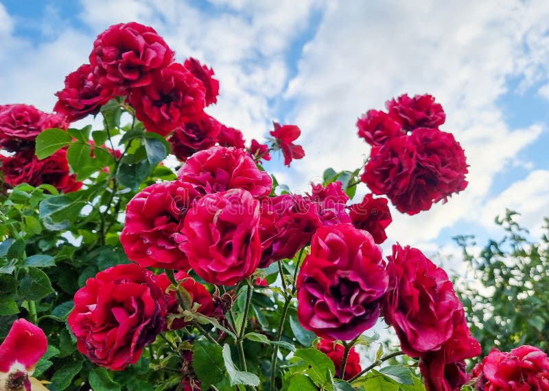 Bush of Red Roses, Cloudy Sky in the Background Stock Photo - Image of ...