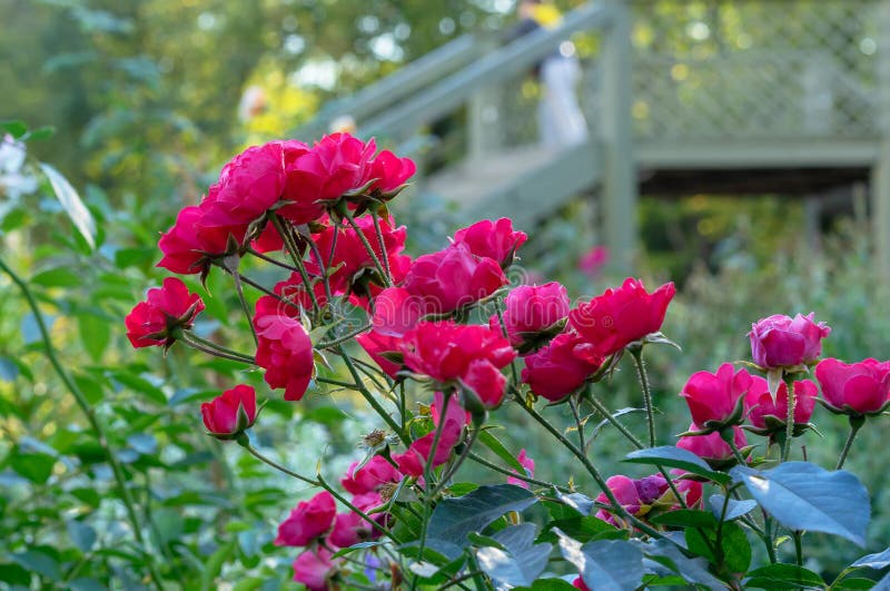 Bush of Red Roses in a Flowerbed in a City Park. Stock Image - Image of ...
