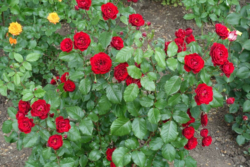 Bush of Red Roses in Full Bloom Stock Image - Image of inflorescence ...