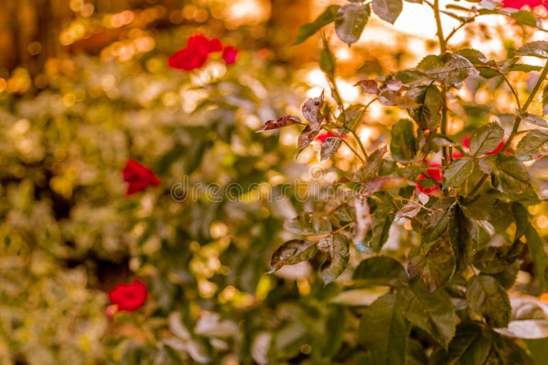 Bush of red roses stock image. Image of bush, roses, nature - 73089099