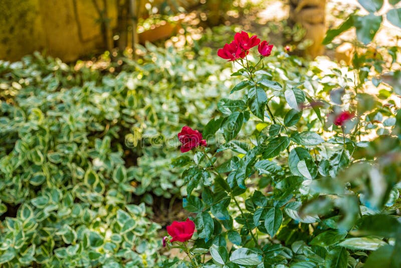 Bush of red roses stock photo. Image of green, garden - 73089868