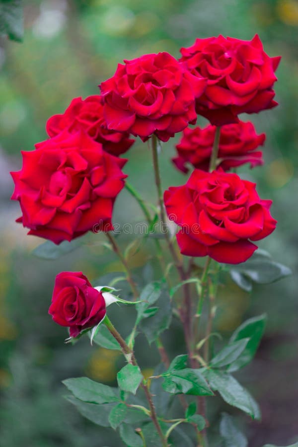 Bush of Red Roses in the Garden Stock Image - Image of leaves, blossom ...