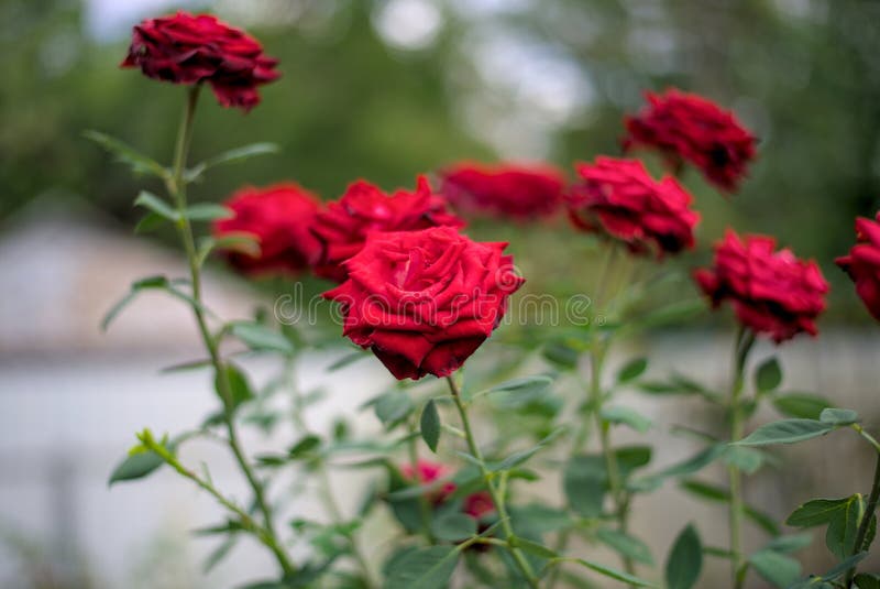 Bush of Red Roses in September Stock Image - Image of organic, outdoor ...