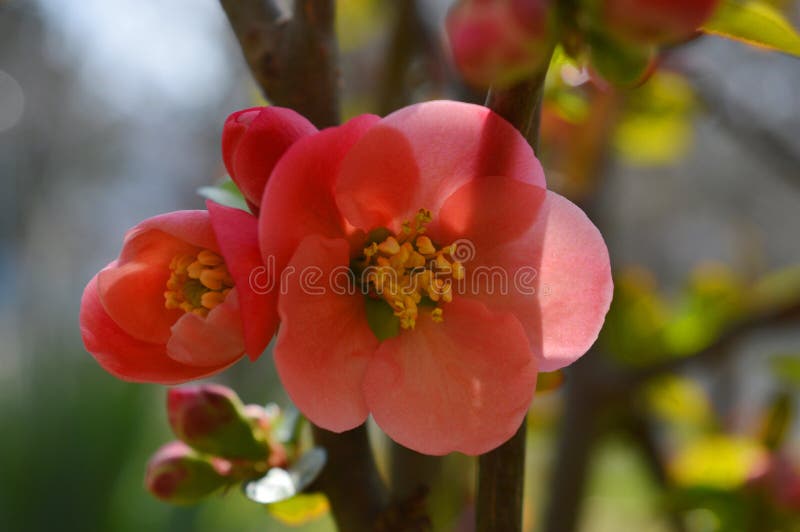 Bush of red spring flowers stock photo. Image of flowers - 181024040