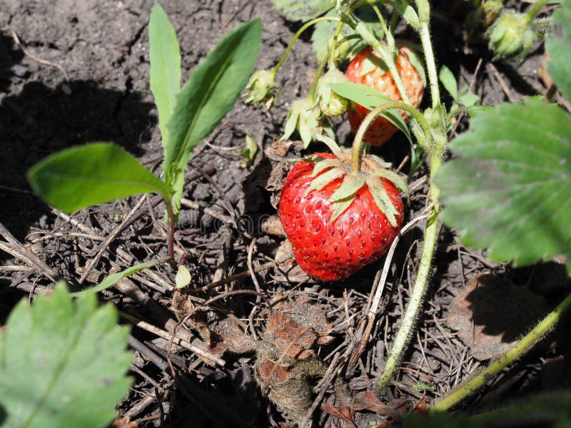 Bush of Red Strawberry Growing in a Garden. Closeup Stock Photo - Image ...