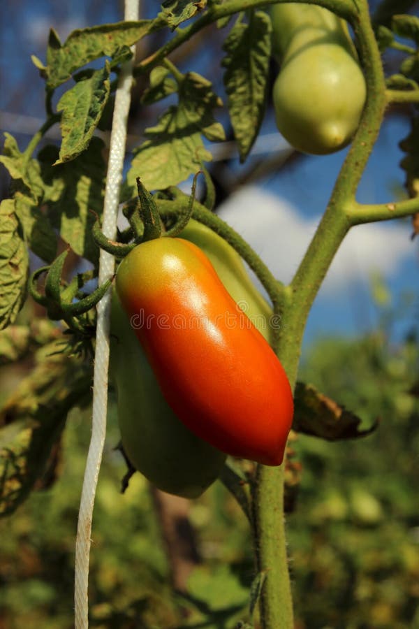 Bush of red tomatoes. stock photo. Image of produce, tomatoes - 66413876