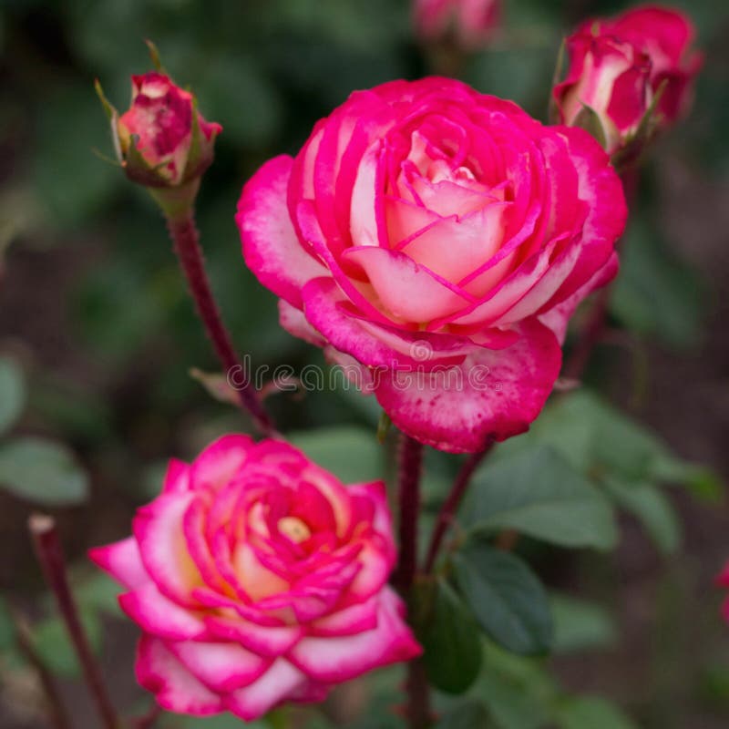 Bush of red white roses stock photo. Image of vertical - 279729016