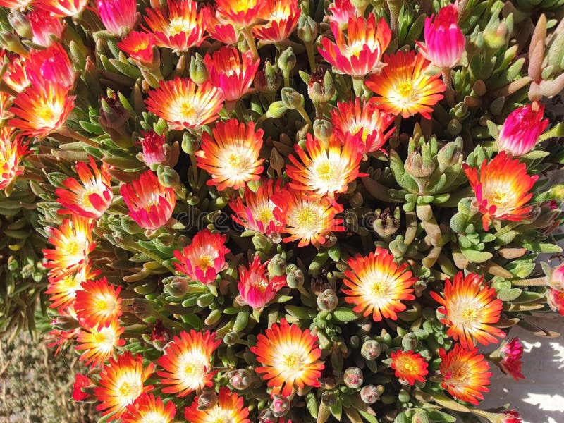Bush Red and Yellow Delosperma Cooperi Flowers Stock Photo - Image of ...