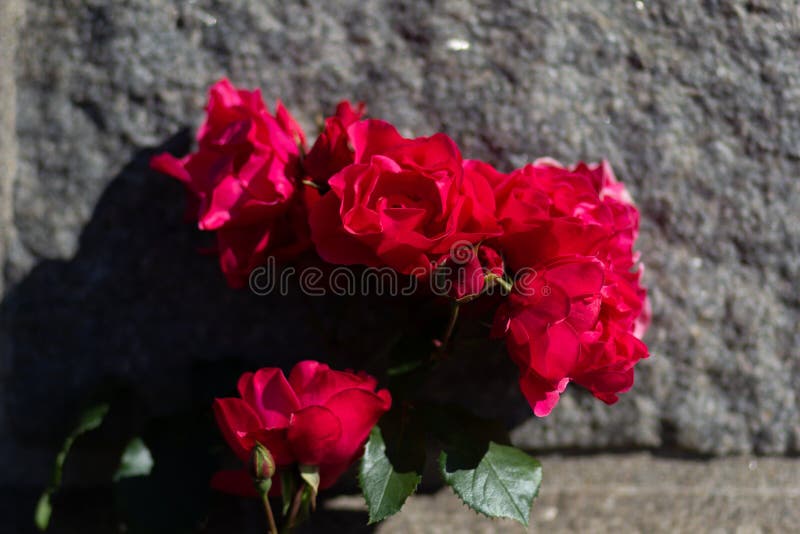 Bush of Rede Roses with Bloom Flowers on Stone Background Stock Image ...