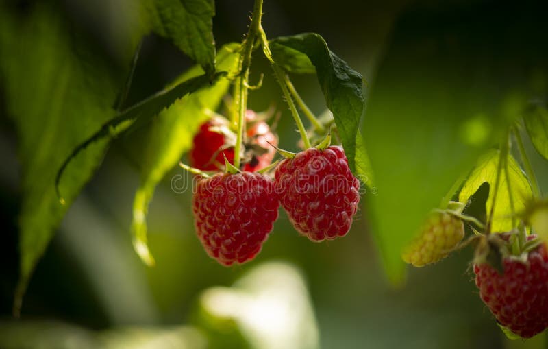 Bush with Ripe Berries of Red Raspberry Stock Image - Image of harvest ...