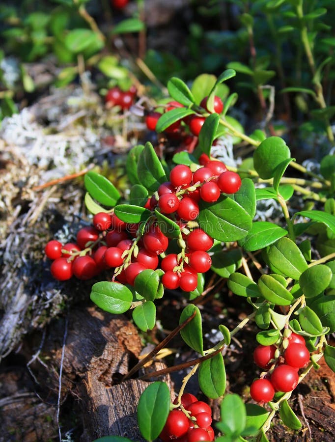 Bush of a Ripe Cowberry in Forest Stock Photo - Image of vitamin, crop ...