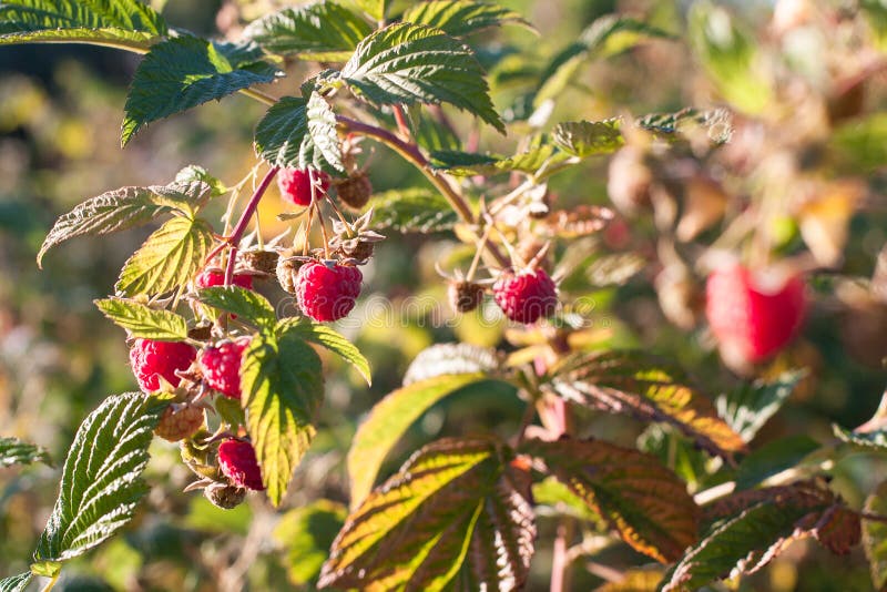 Bush of Ripe Juicy Raspberry Stock Image - Image of harvesting ...