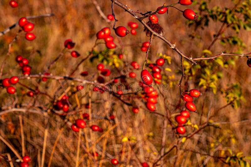 Ripe rose hips stock photo. Image of botanical, branch - 265513448