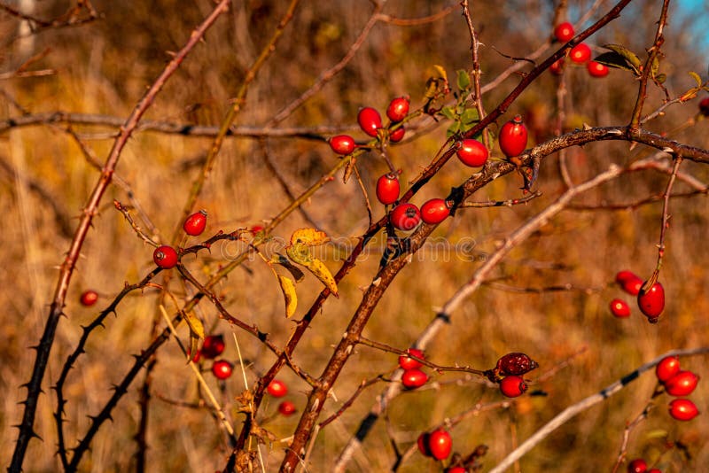 Ripe rose hips stock image. Image of closeup, colours - 265513451