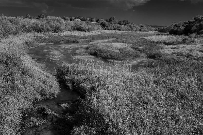 The river of bush stock photo. Image of love, white - 143045240