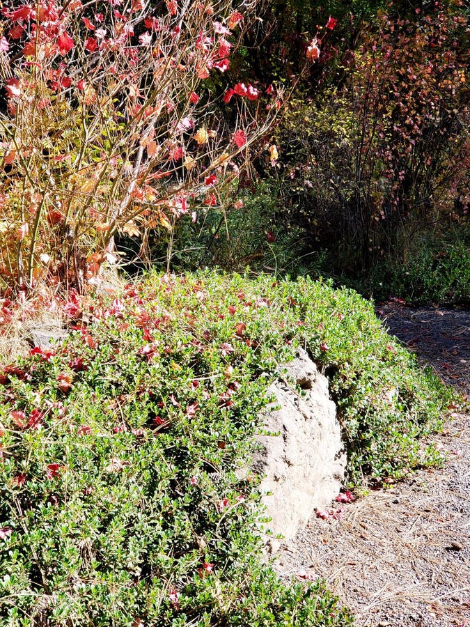 Bush rock in fall stock photo. Image of sunny, leaves - 135884898