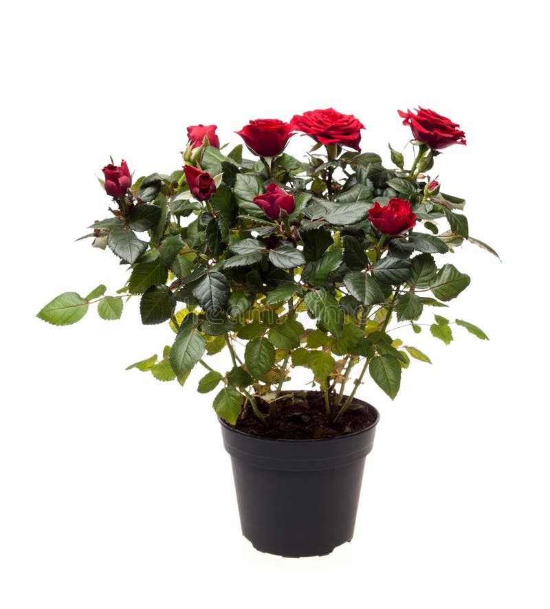 Bush Rose in a Pot Isolated on White Background Stock Photo - Image of ...