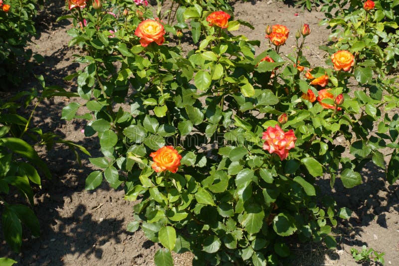 Bush of Rose with Red and Yellow Flowers in August Stock Photo - Image ...