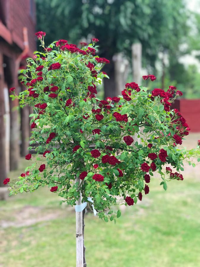 Bush rose on the stem stock image. Image of beautiful - 164579033