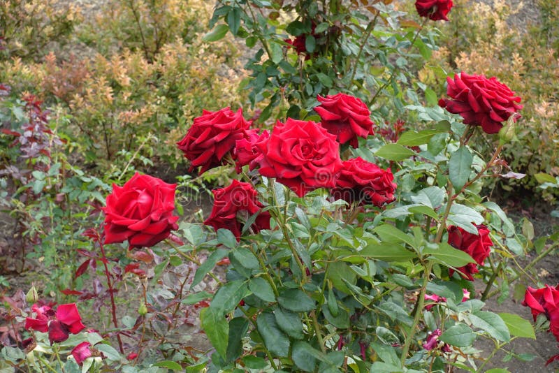 Big Bush of Red Roses Wallpaper Decoration Stock Photo - Image of buds ...