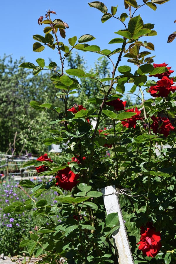 Bush of roses stock image. Image of close, bloom, background - 117979187