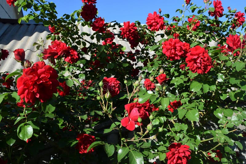 Bush of roses stock image. Image of outdoors, botany - 117979491