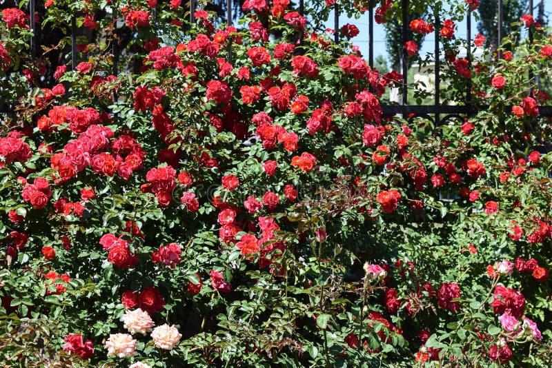 Bush of roses stock image. Image of bush, color, bouquet - 117980311