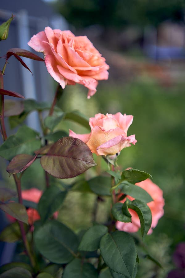 The Bush Roses in a Flower Bed Stock Photo - Image of beautiful, shrub ...