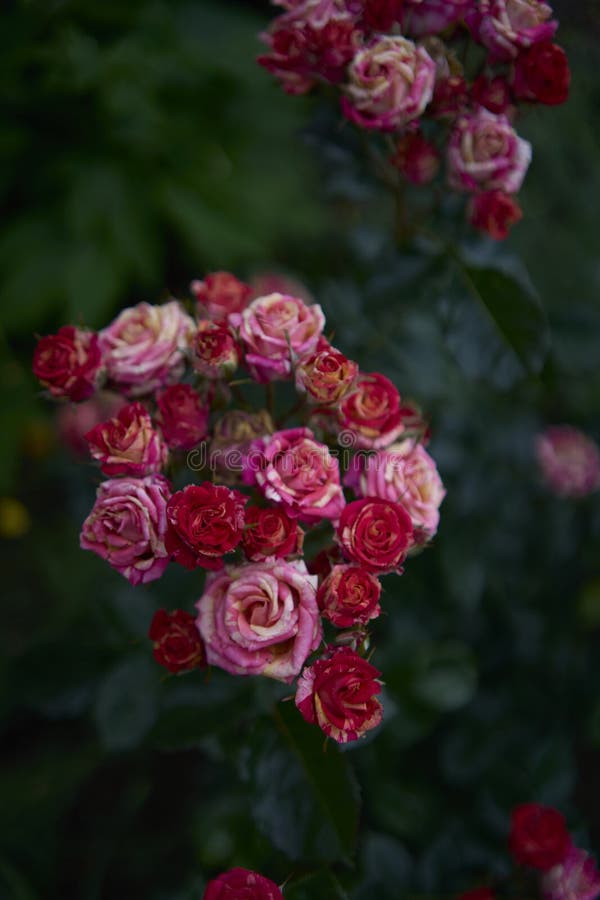 The Bush Roses in a Flower Bed Stock Image - Image of fresh, dark ...