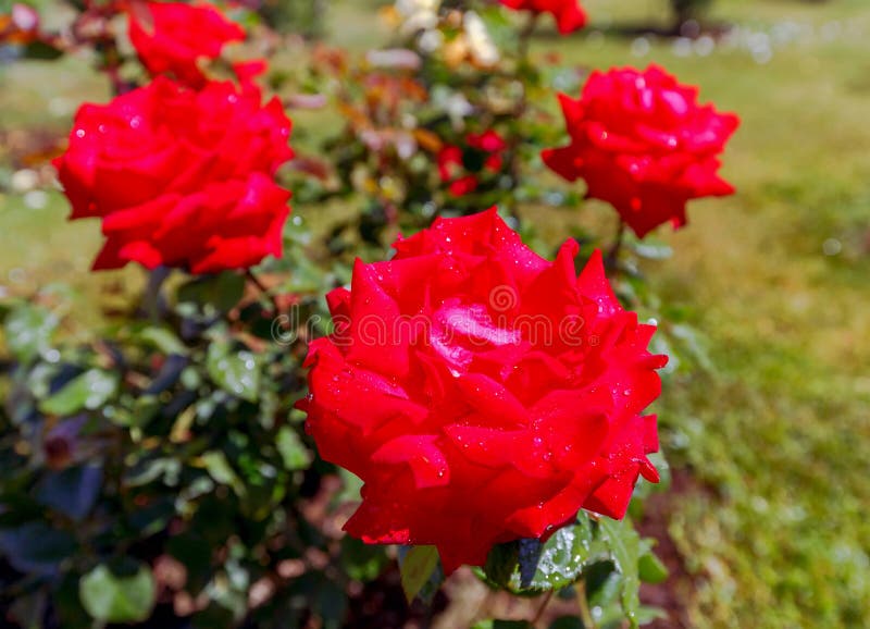 Bush of Roses in the Garden. Stock Image - Image of flowers, plants ...