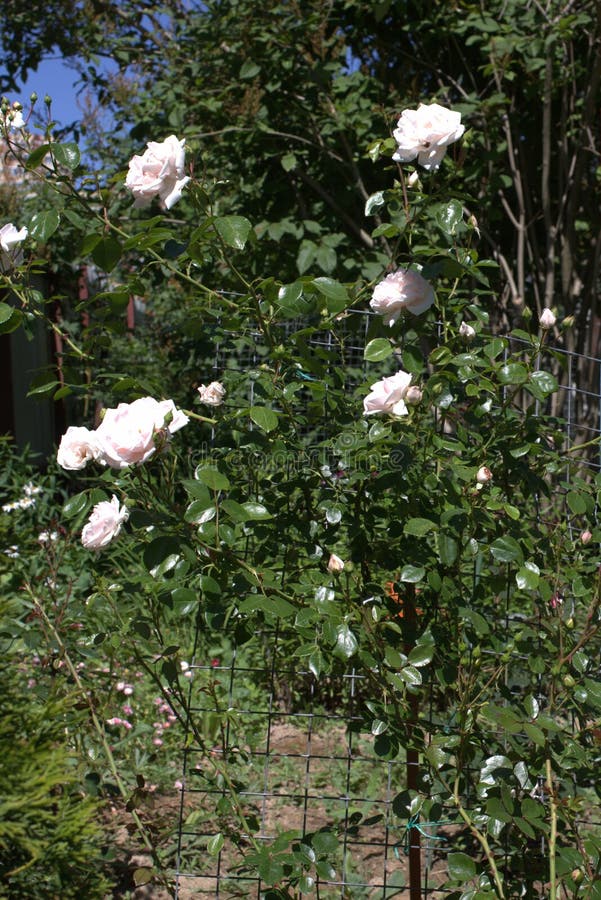 A Bush of Roses N the Garden Stock Image - Image of blossom, garden ...