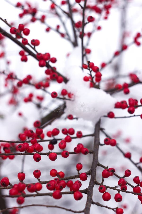 Bush with Round Red Berries in the Snow, Background. Cotoneaster ...