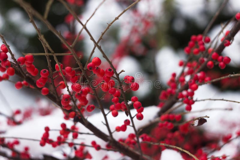 Bush with Round Red Berries in the Snow, Background. Cotoneaster ...