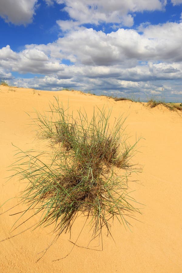 Bush in sand desert stock photo. Image of beauty, scenery - 41539514