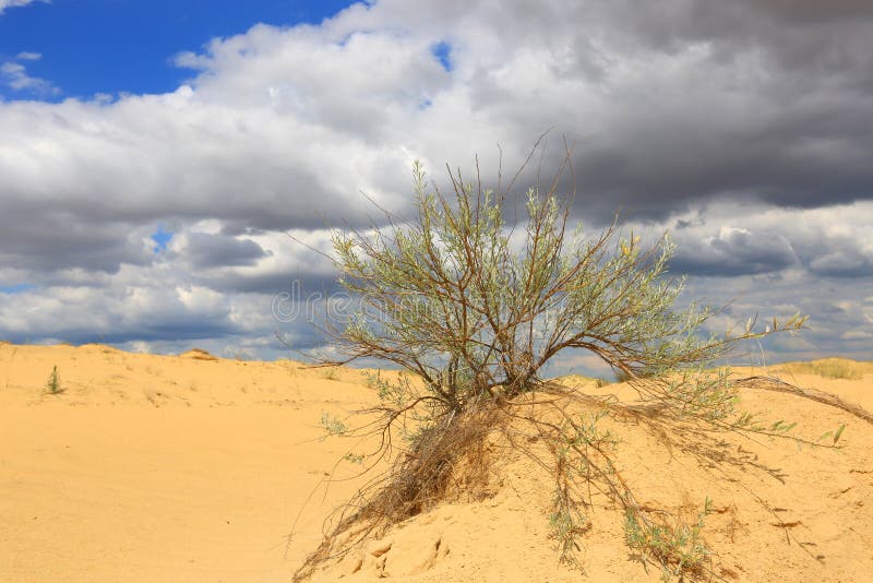 Bush in sand desert stock photo. Image of beauty, scenery - 41539514