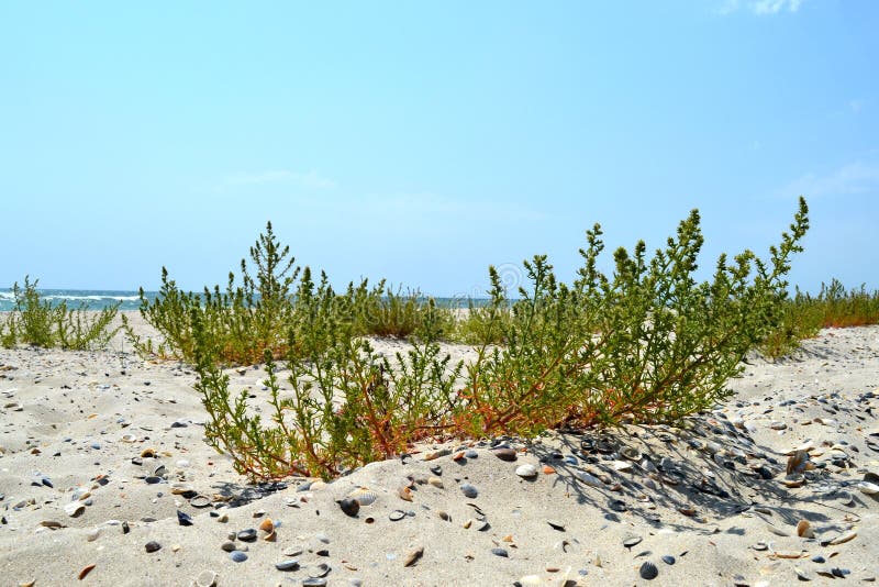 Bush in sand stock image. Image of sand, shells, blue - 66977669