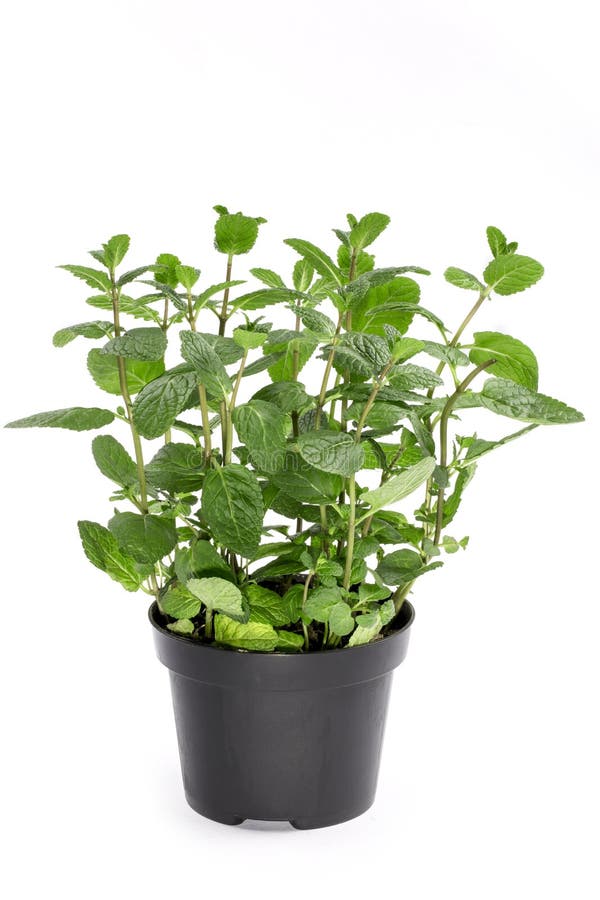 Bush scented mint in a pot stock photo. Image of shape - 79345482