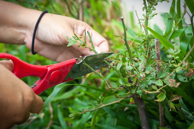 Bush scissors stock image. Image of working, gardening - 25236097