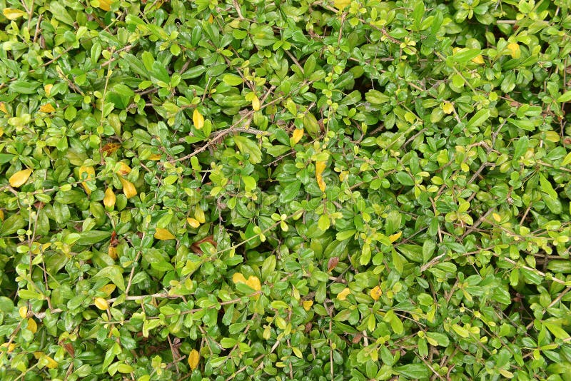 2,637 Green Bush Seamless Texture Stock Photos - Free & Royalty-Free ...