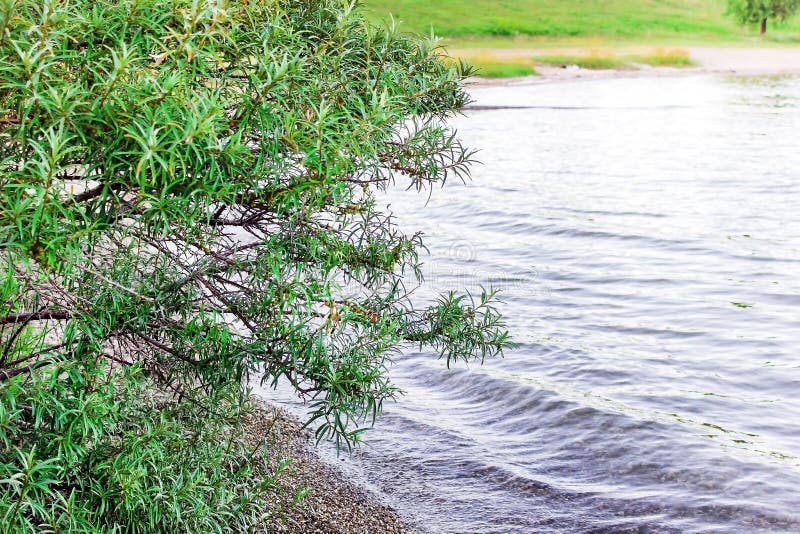 Bush at the Seaside, Sea-buckthorn, Green Bush on the Sea Stock Photo ...