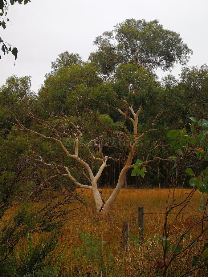 Bush setting stock photo. Image of bush, whit, eucalyptus - 108493578