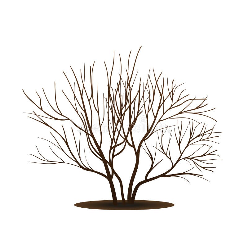 Bush without Leaves on White Background Stock Vector - Illustration of ...