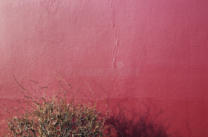 Bush with Shadow on a Red Wall Stock Image - Image of background ...